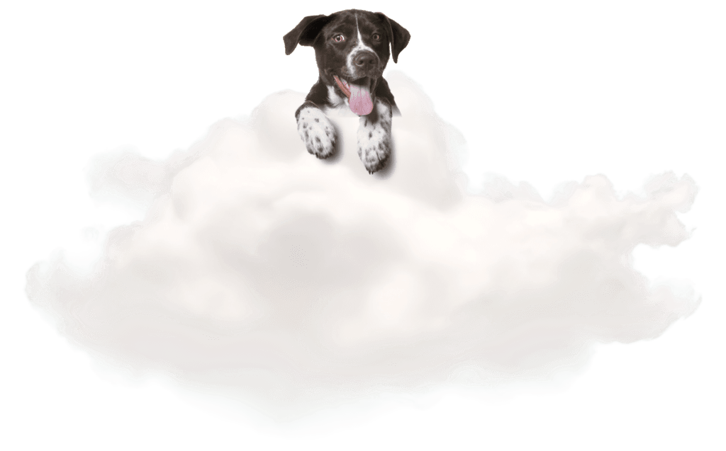 Pure Souls Pet Aqua Cremation | Pet Aftercare in Townsville
